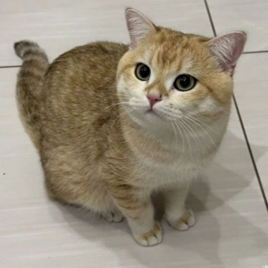 Отдаем кота в добрые руки