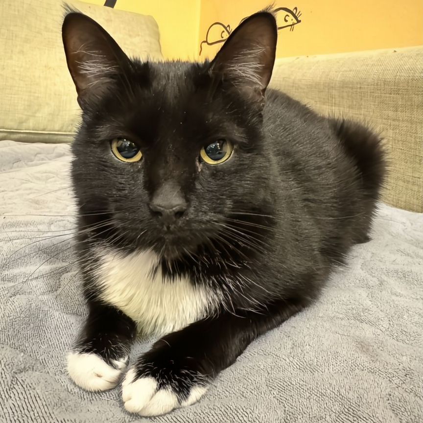 Взрослый кот в добрые руки