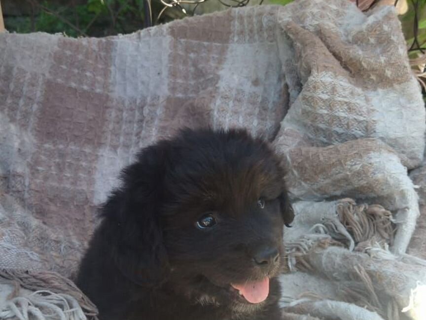 Щенята в добрые руки