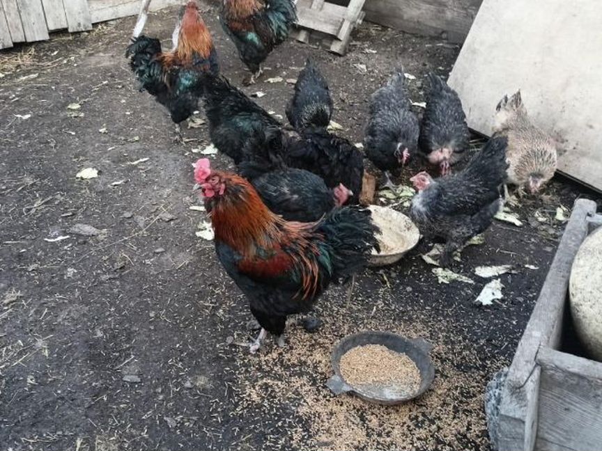 Петухи