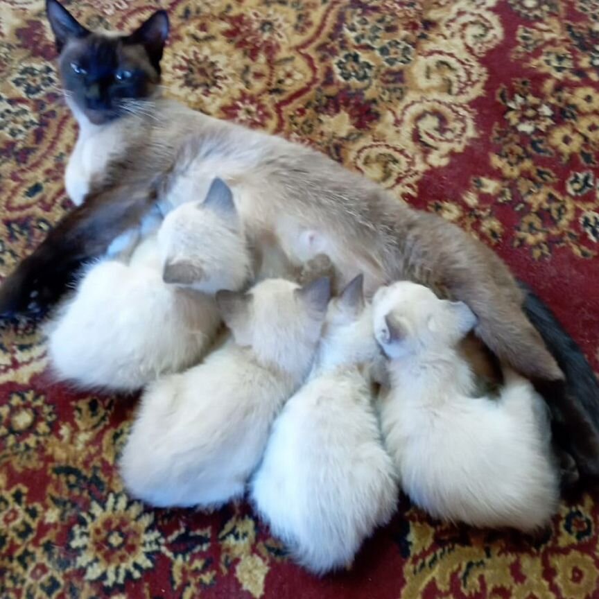 Тайские котята