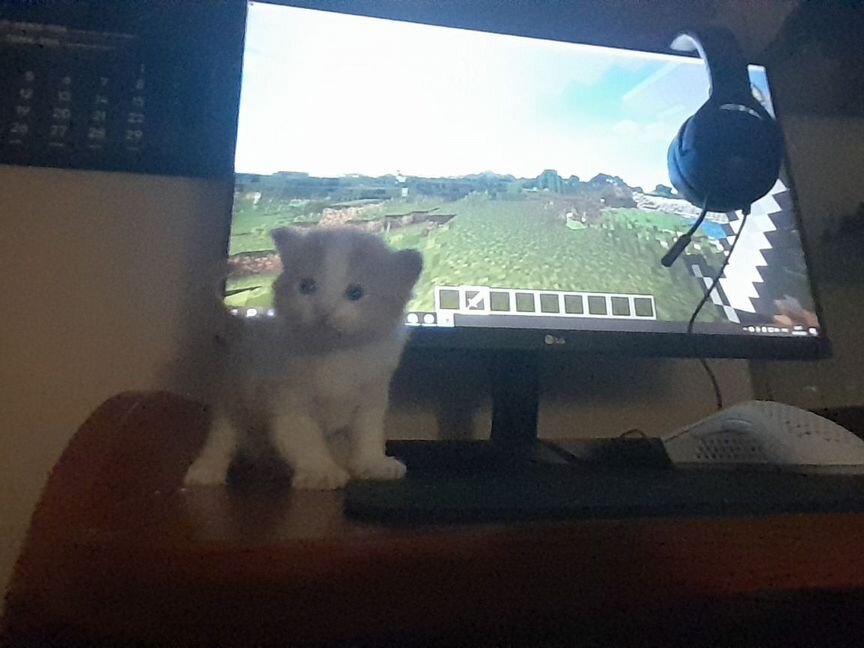 Котята дотер майнкрафтер хойшик и ксер