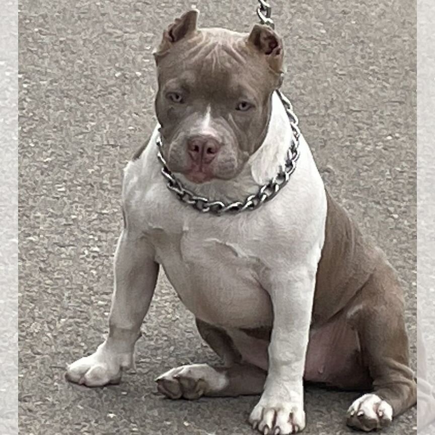 Американский булли, щенок