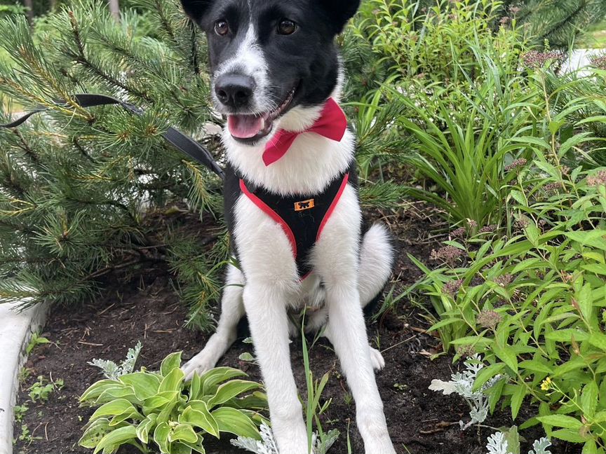 Щенок девочка