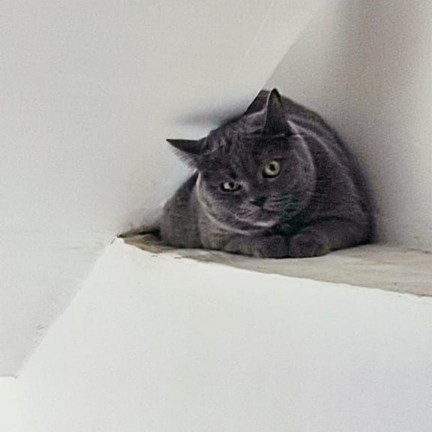 Кошки в добрые руки бесплатно