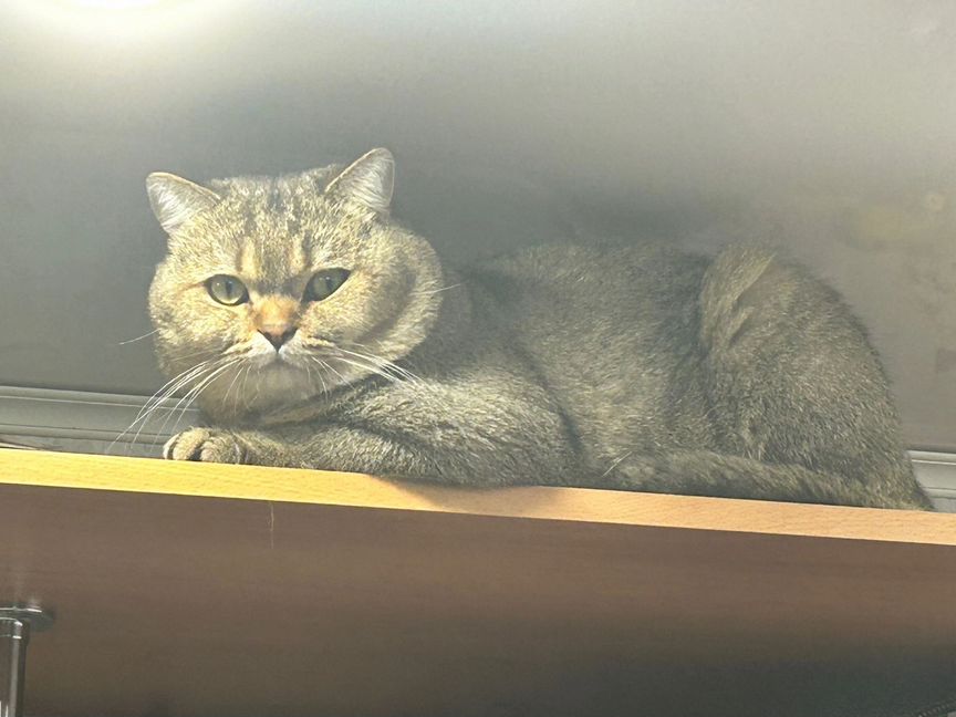 Шотландский кот вязка