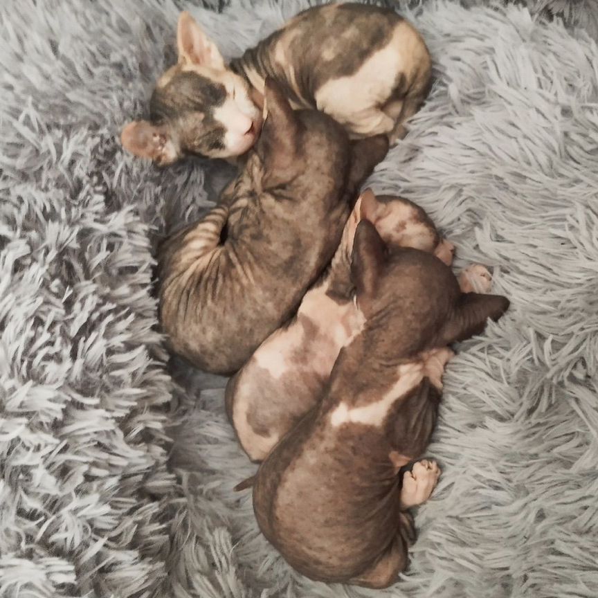 Донской сфинкс котёнок