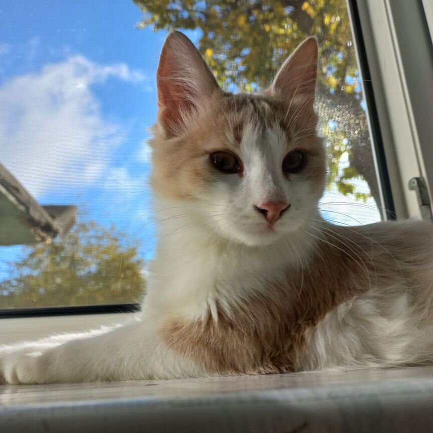 Бежевый котенок