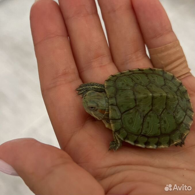 Коасноухие черепахи