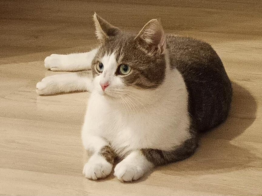 Изящный молодой котик в добрые руки