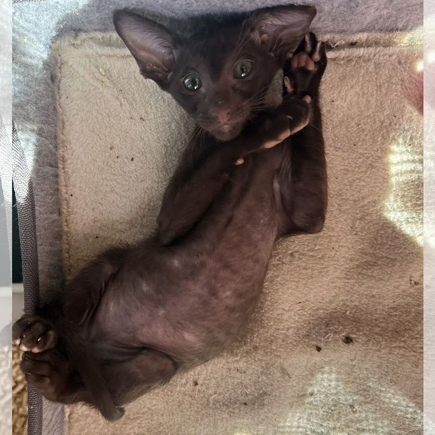 Ориентальный котёнок