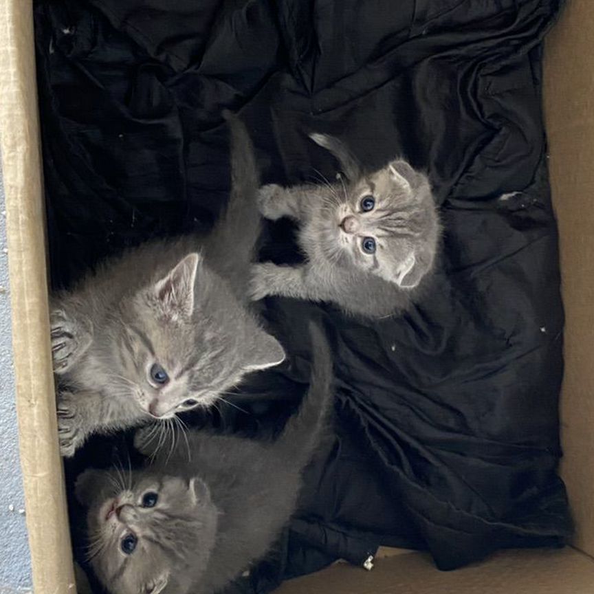 Котята в добрые руки