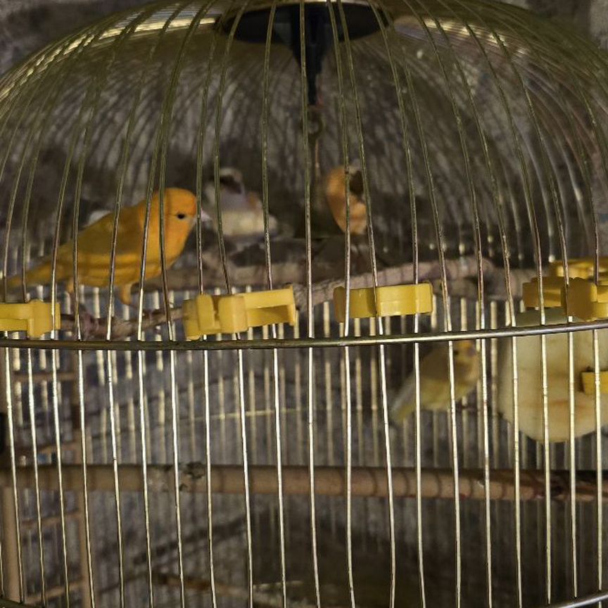 Кенара и канарейки