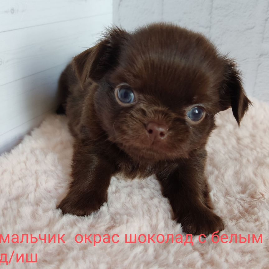 Шоколадные чихуахуа
