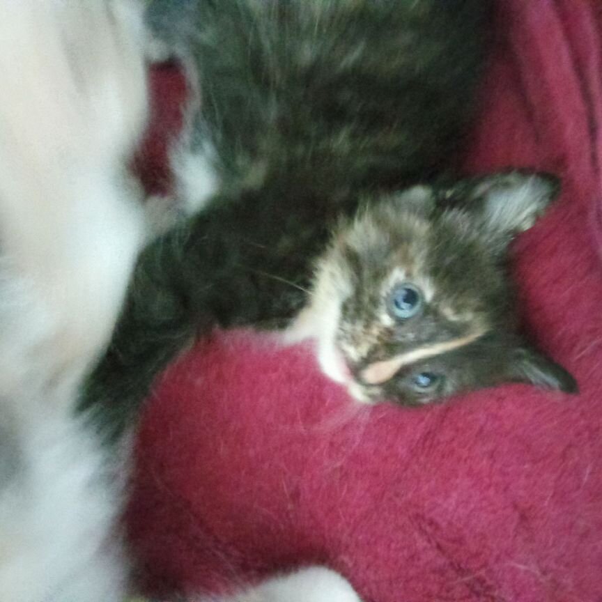 Котики