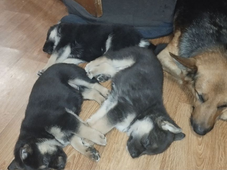 Собака в добрые руки немецкая овчарка щенок