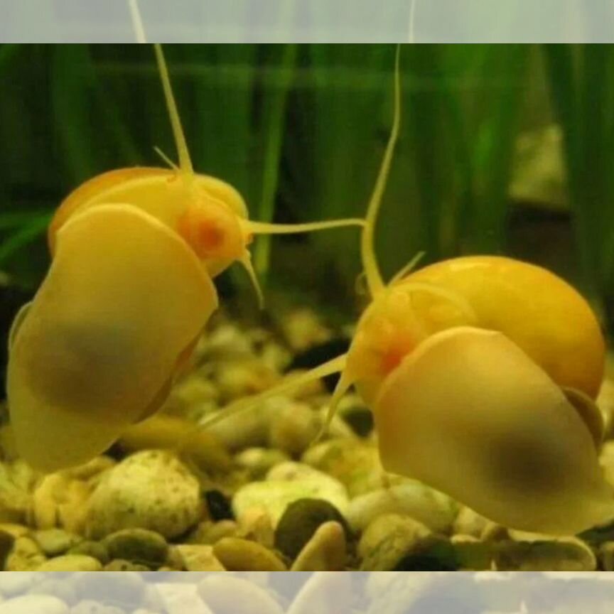 Улитки аквариумные ампулярии