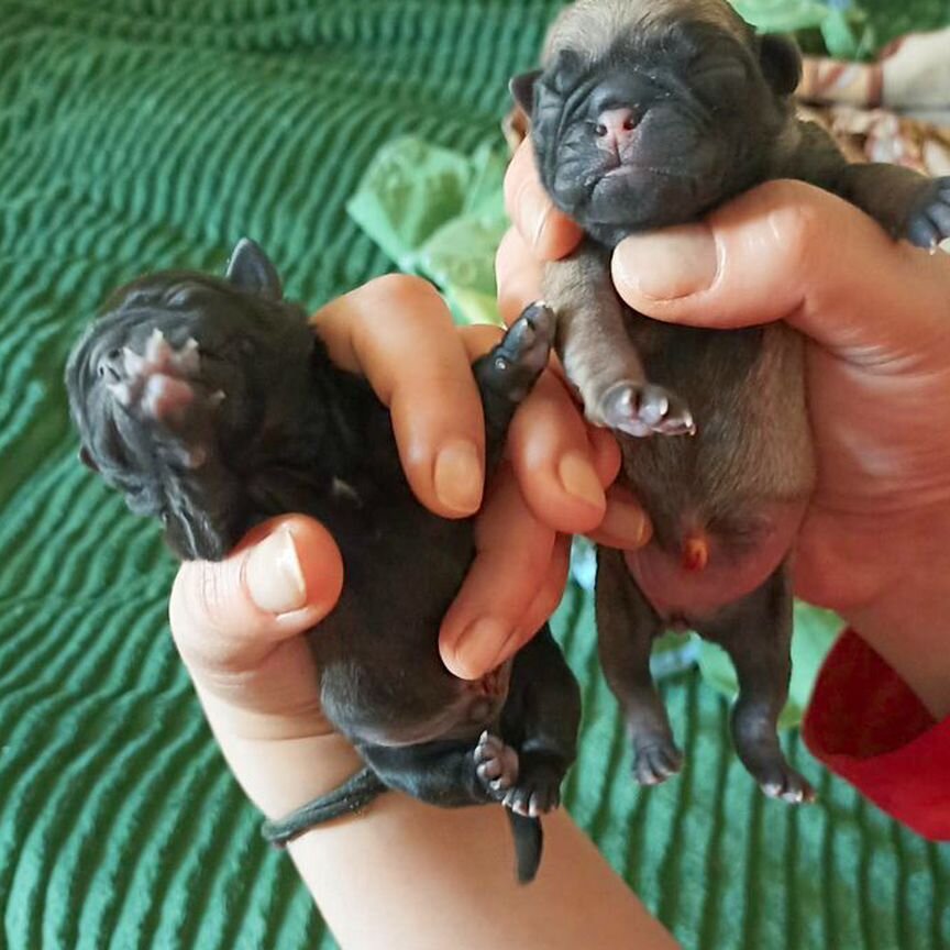 Щенки мопса