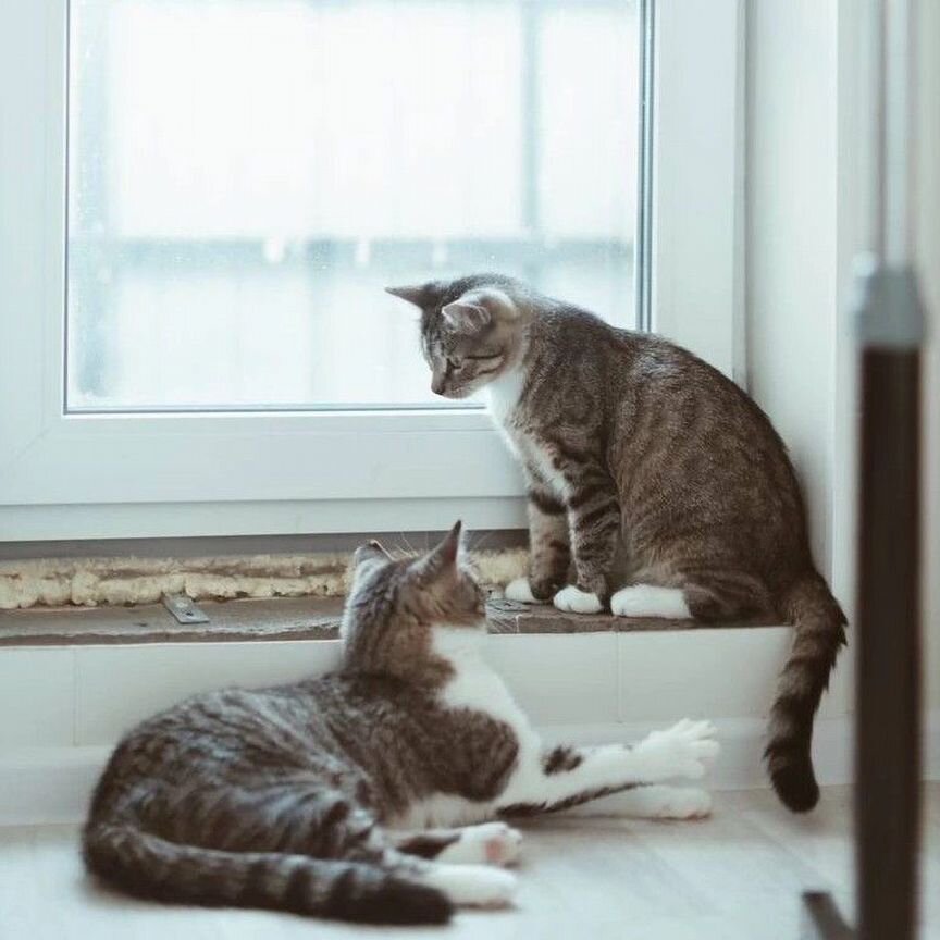 Коты бесплатно