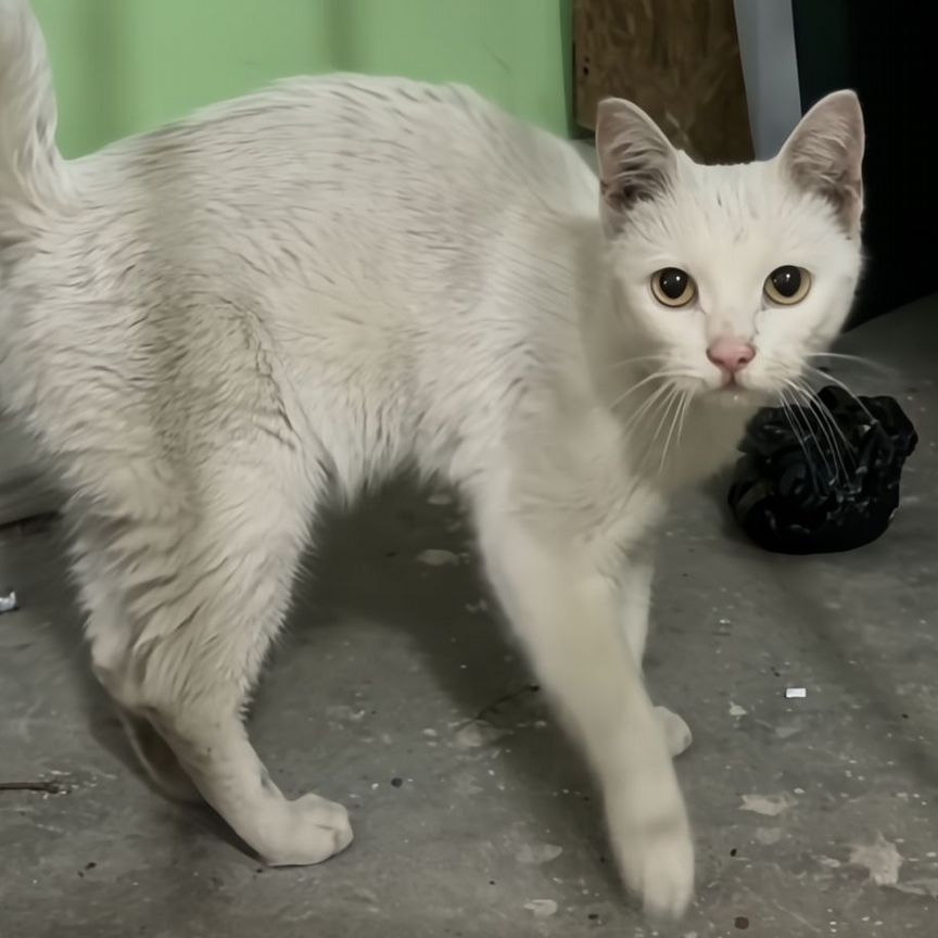 Взрослая кошка в добрые руки