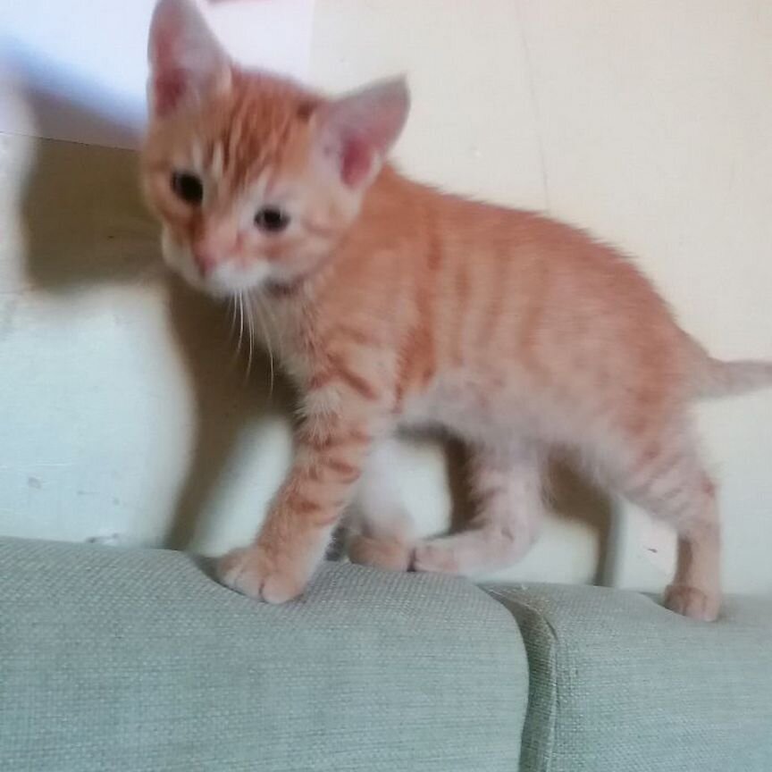 Котята в добрые руки мальчики рыжие