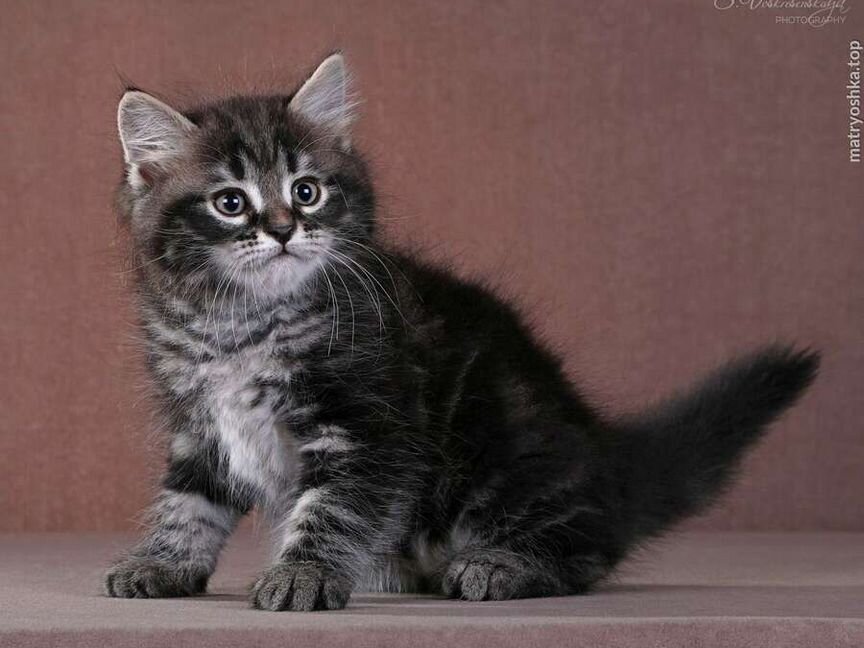 Котик мейн кун метис