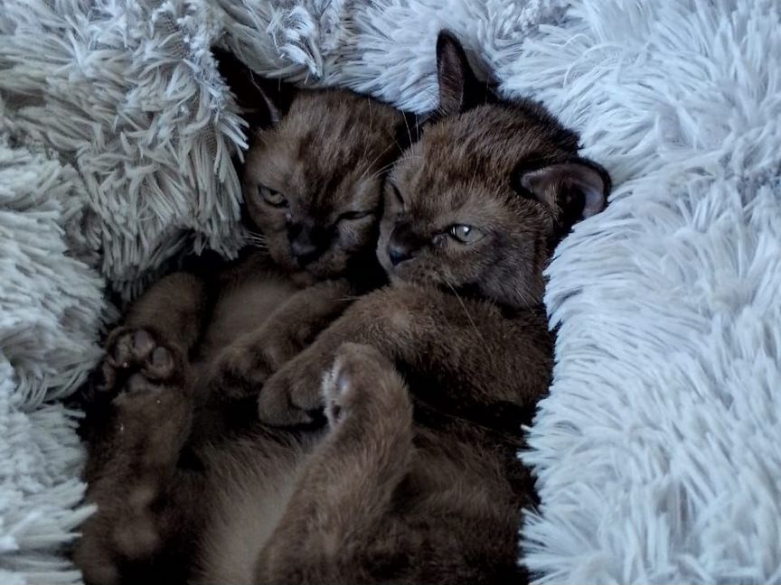 Домашние животные котята