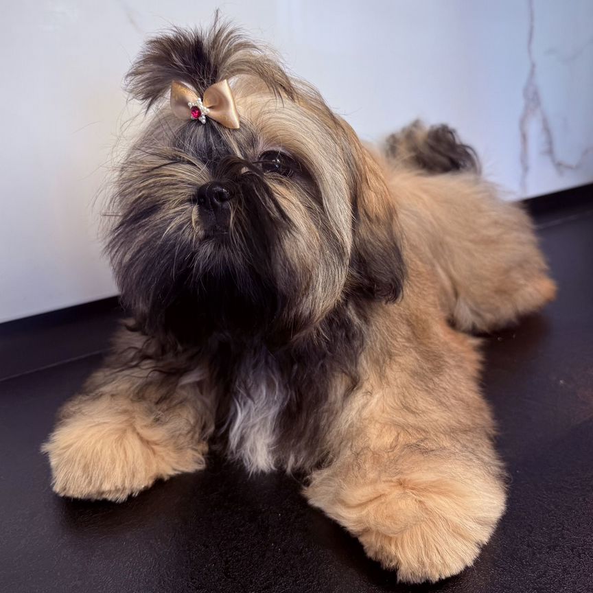 Ши-тцу, щенок