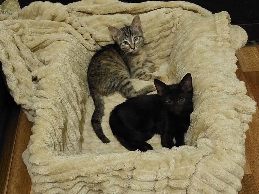 Котята в добрые руки бесплатно