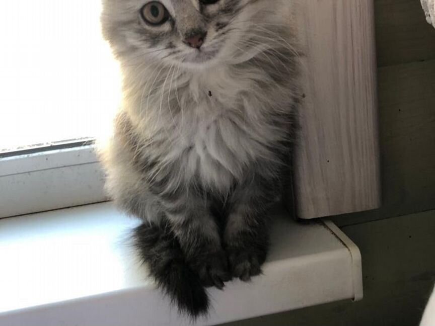 Кошечка пушистая красавица