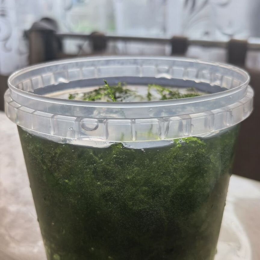 Яванский мох для аквариума