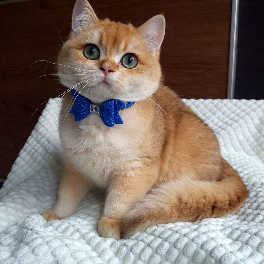 Британский аристократ Беня