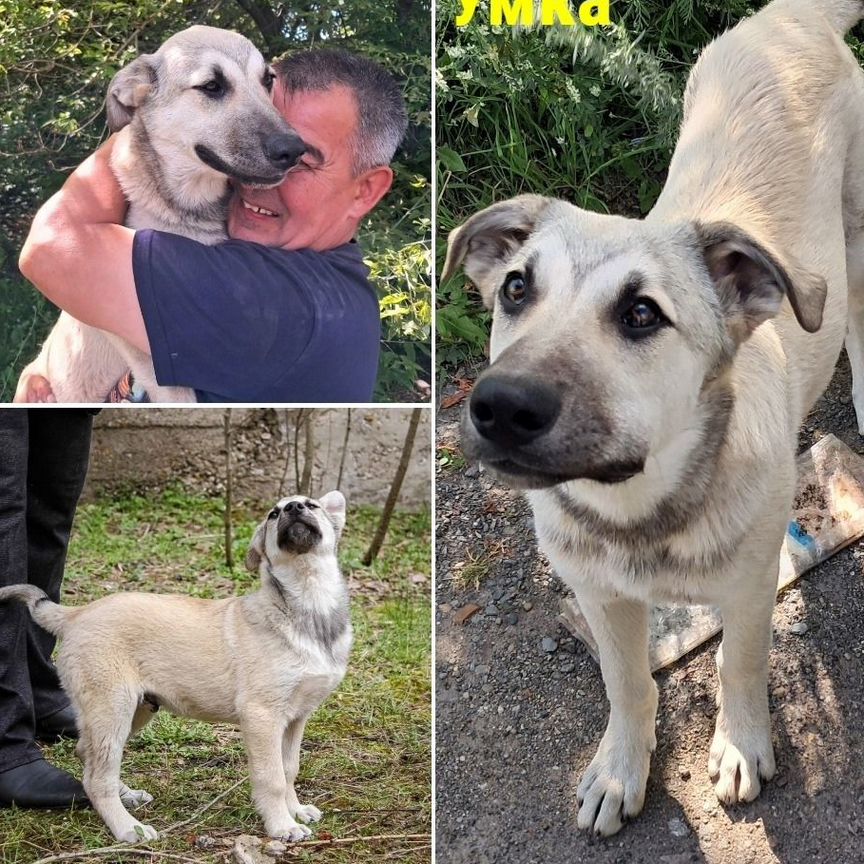 Щенок в добрые руки