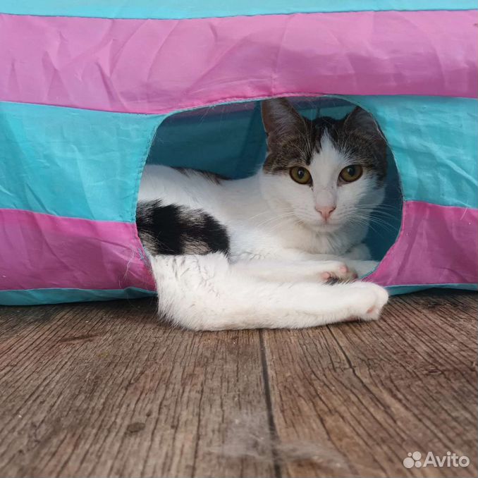 Кокос кошка 1 год ищет дом