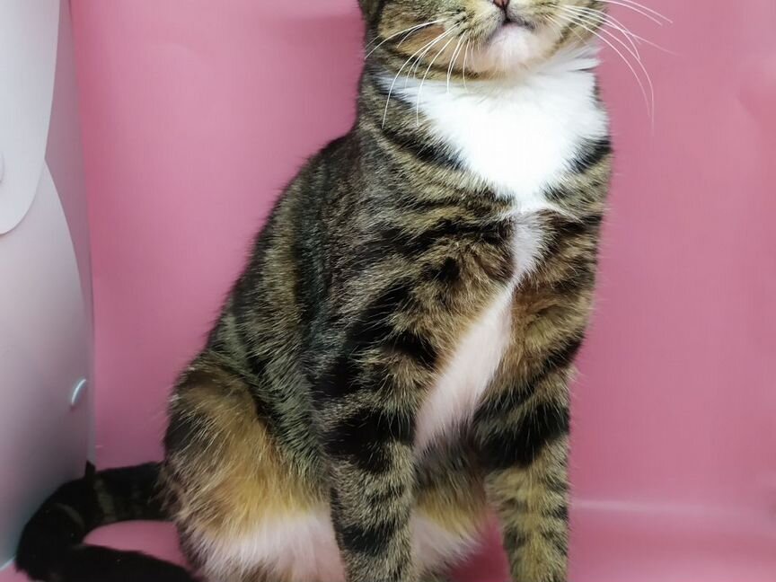 Полосатая красавица в хорошие руки