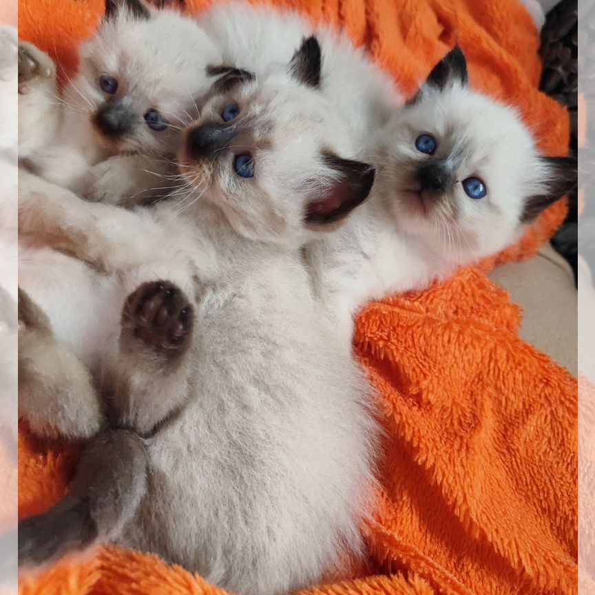 Невские маскарадные котята