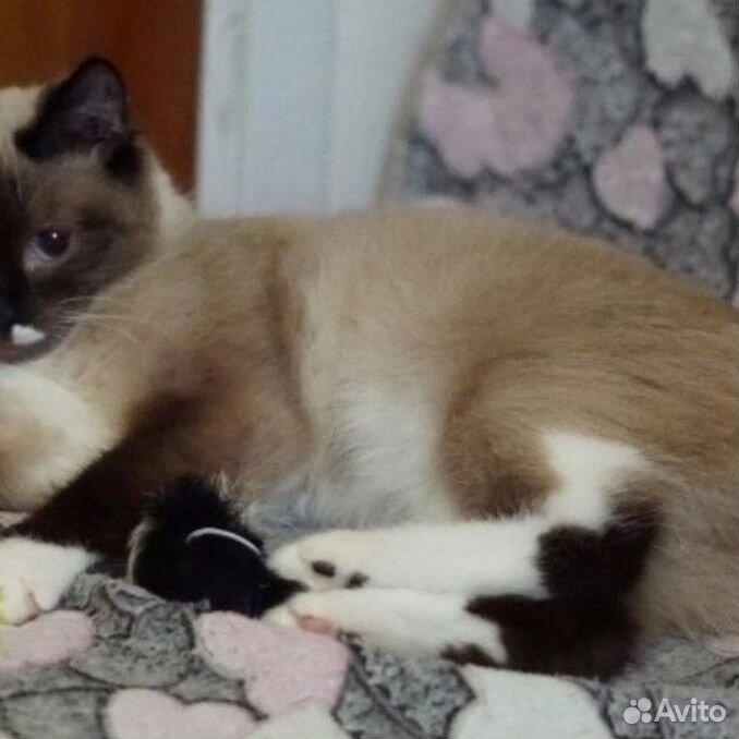 Её ждёт улица и смерть