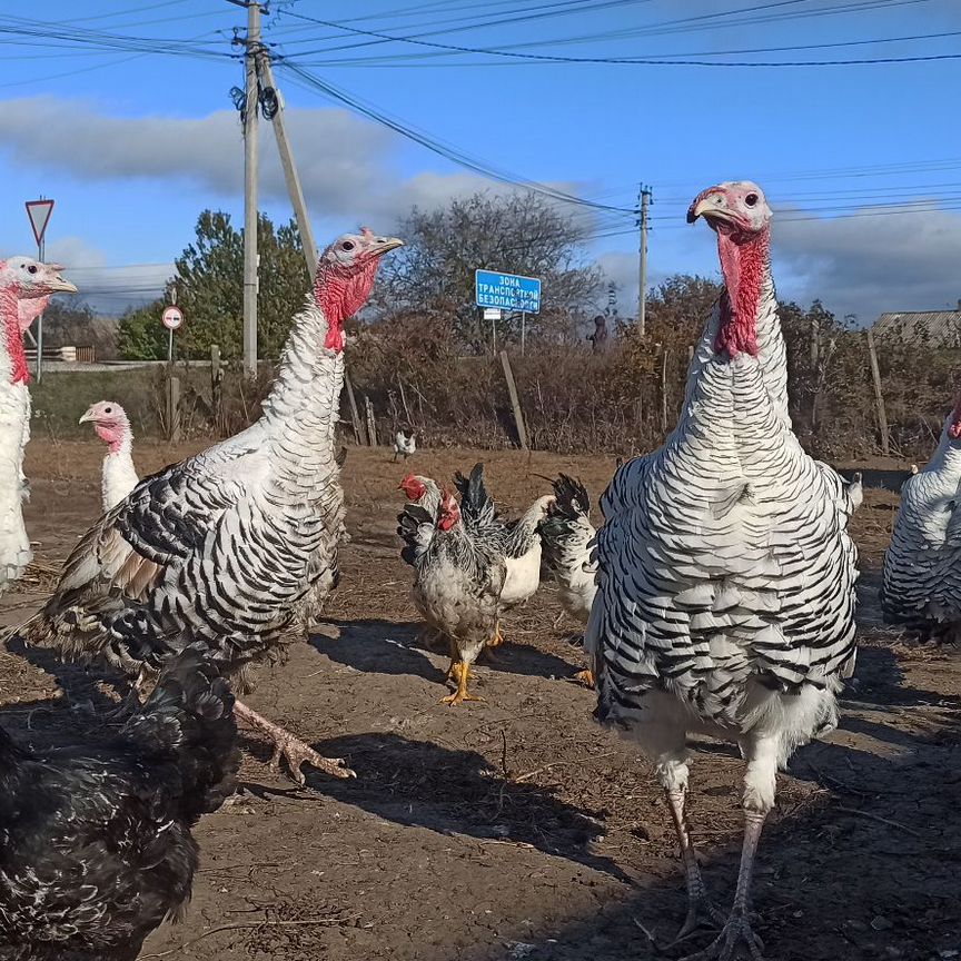 Молодые куры,индюки