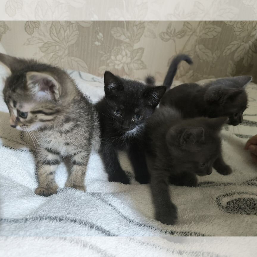 Отдам котят в добрые руки приучены к лотку 6 штук