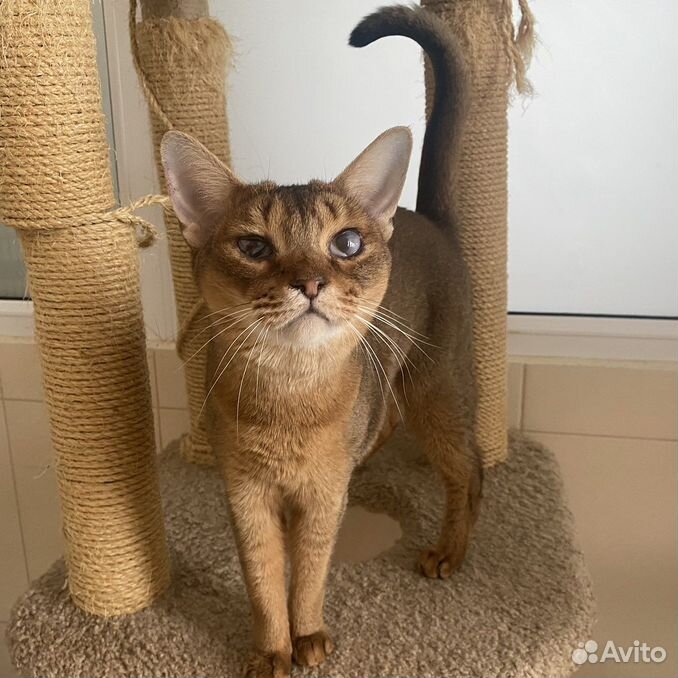 Абиссинская кошечка отдам