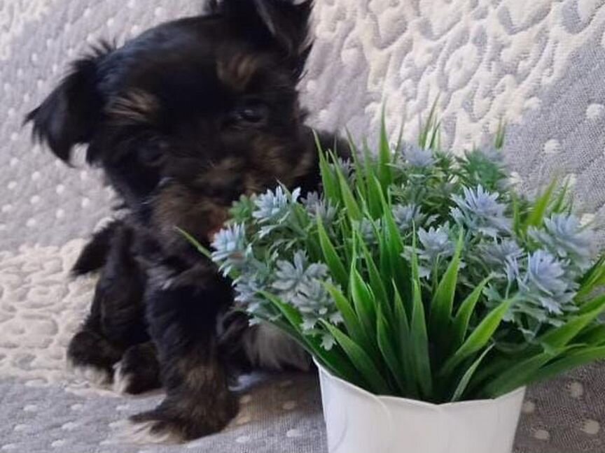 Йоркширский терьер мини беби фейс