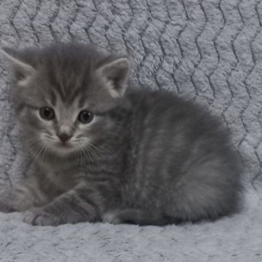 Британский короткошёрстный котёнок