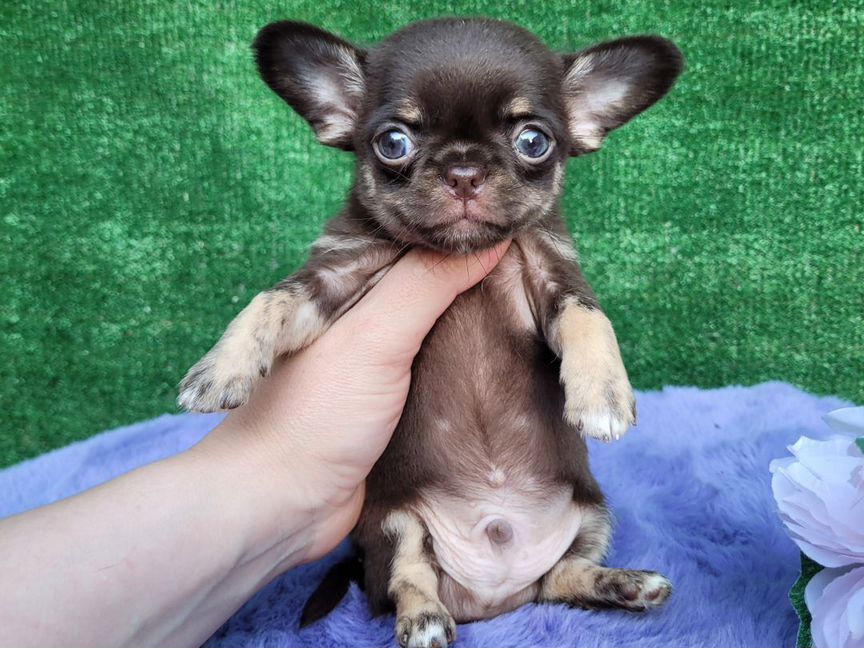 Чихуахуа мальчик