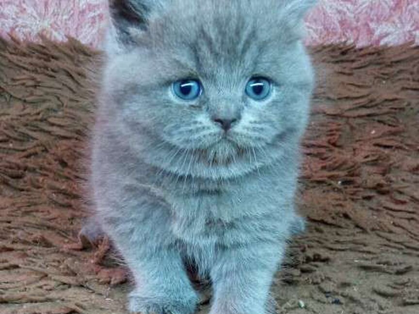 Британские котята