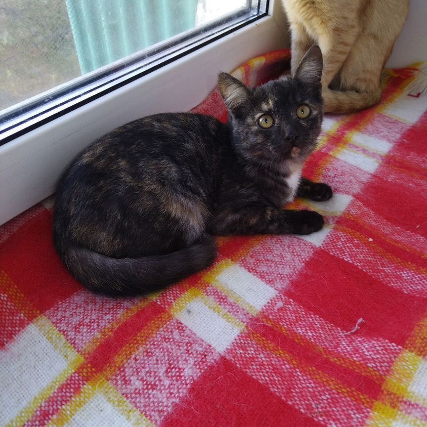 Милая Сима, 4,5 мес. В добрые ручки