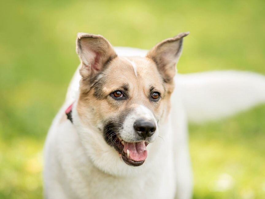 Собака мальчик Боб 1,5 года