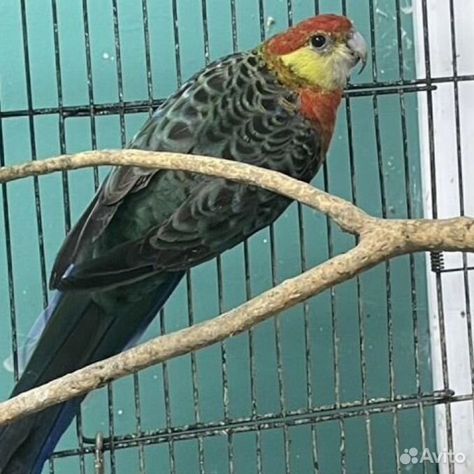 Попугай желтощекая розелла Стенли