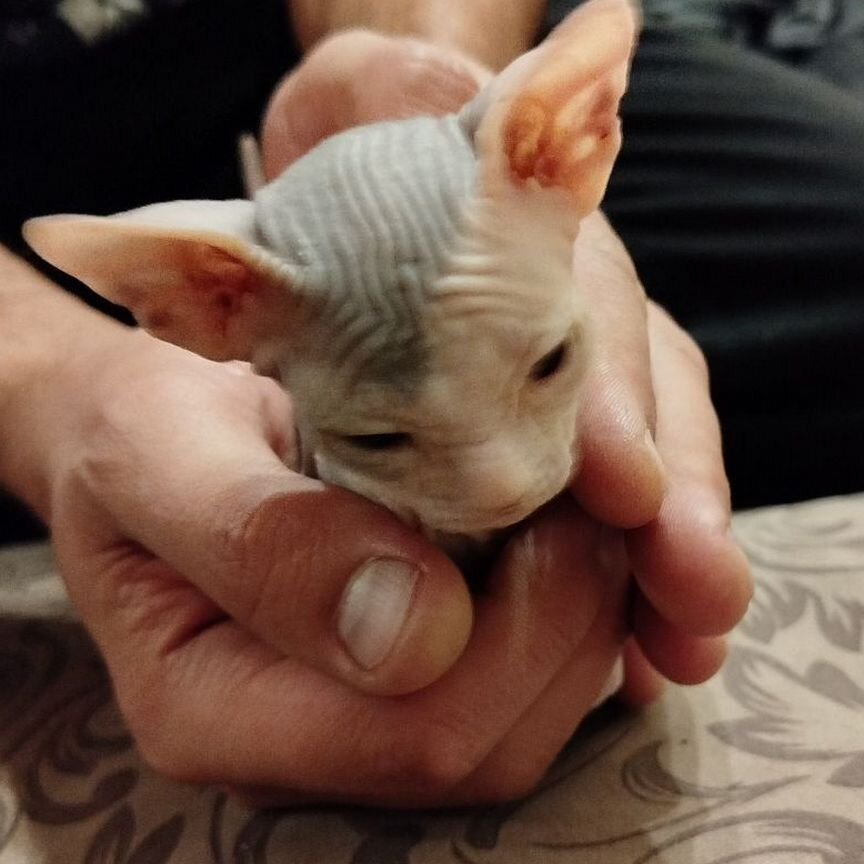 Канадский сфинкс котёнок