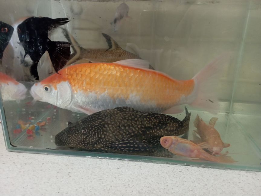 Сом птеригоплихт Карп Кои Акула Бала