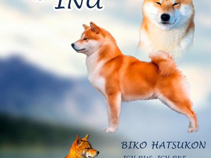 Сиба ину